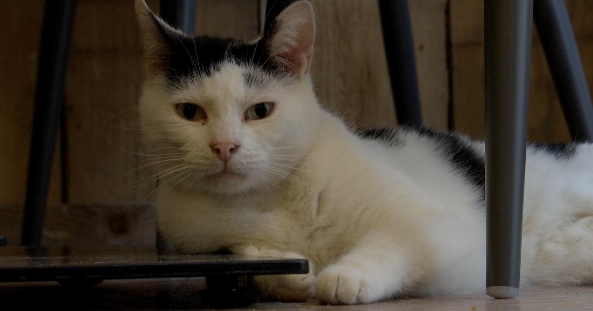 Envie d'un café entouré de chats ? Direction le Carolo Cat à Charleroi ...