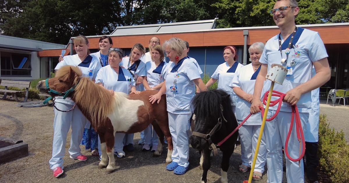 ISPPC: des poneys rendent visite aux patients en soins palliatifs ...